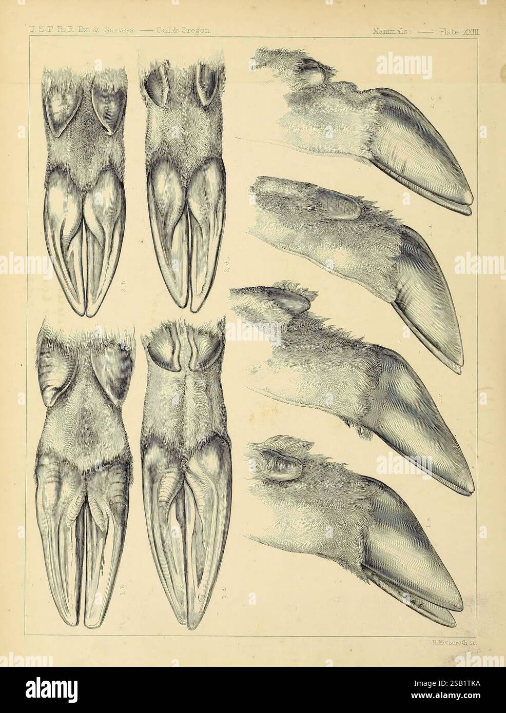 Featuring anatomical depictions hi-res stock photography and images - Alamy