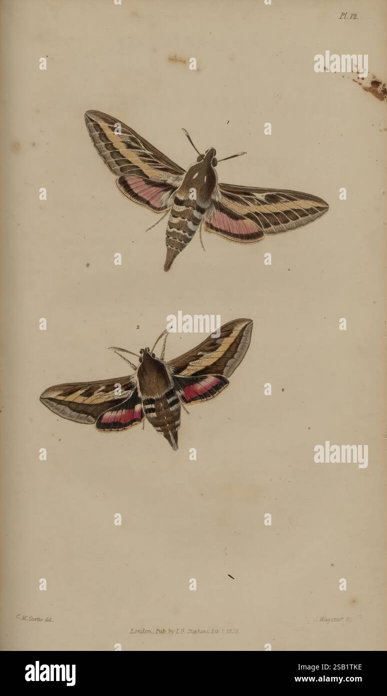 Second moth mirrors hi-res stock photography and images - Alamy