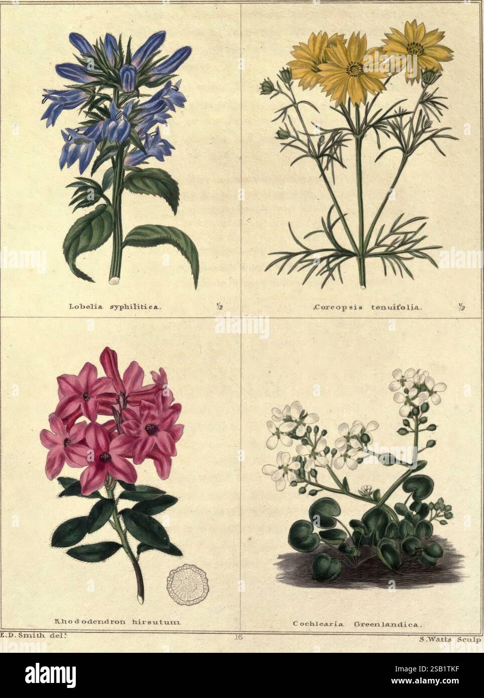 The botanic garden London, Simpkin & Marshall, 1825, botany ...