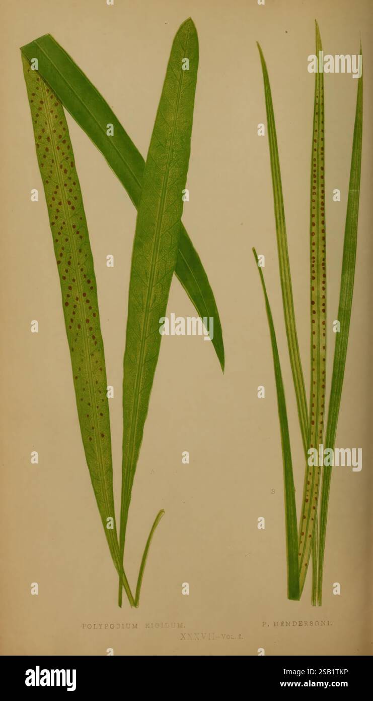 Indicative of spores hi-res stock photography and images - Alamy