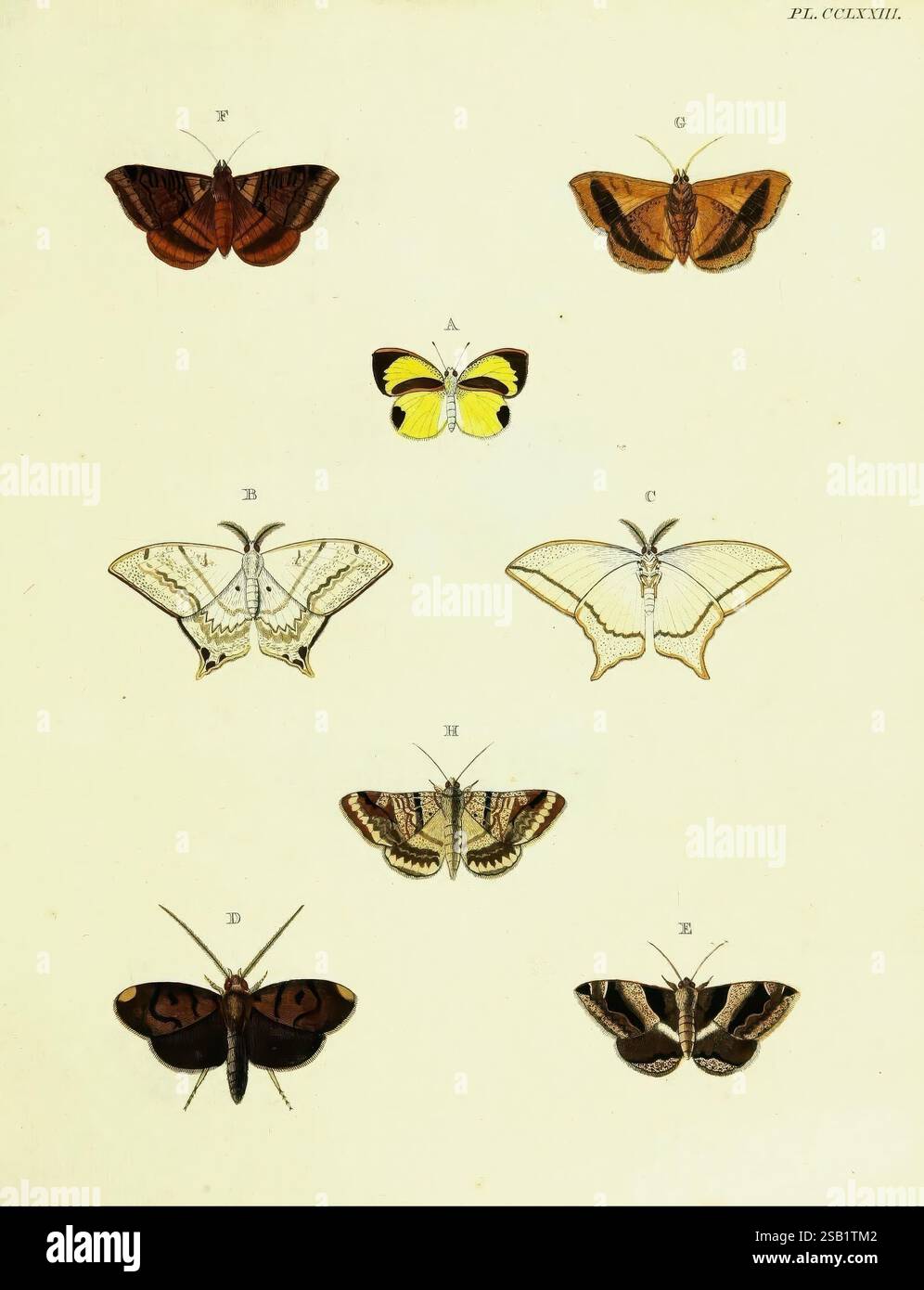 Nine beautifully illustrated butterflies arranged hi-res stock ...