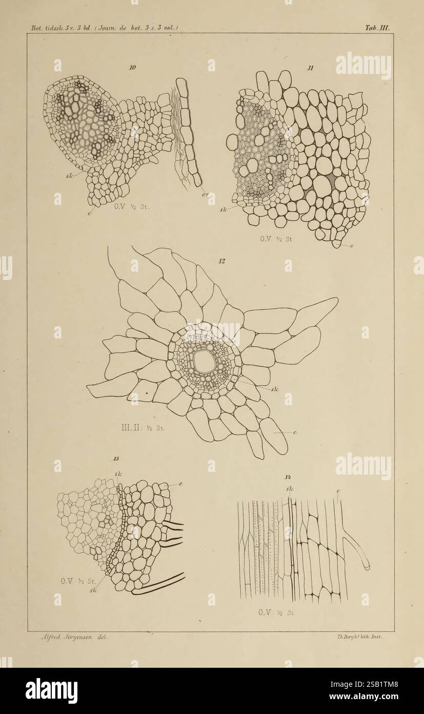 Possible chloroplasts hi-res stock photography and images - Alamy
