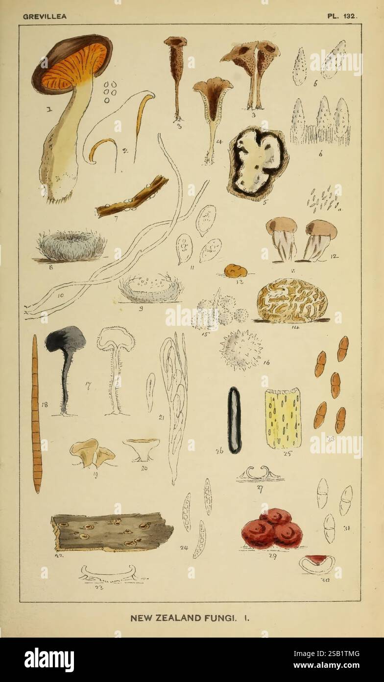 Diversity within new zealands fungal ecosystem hi-res stock photography ...