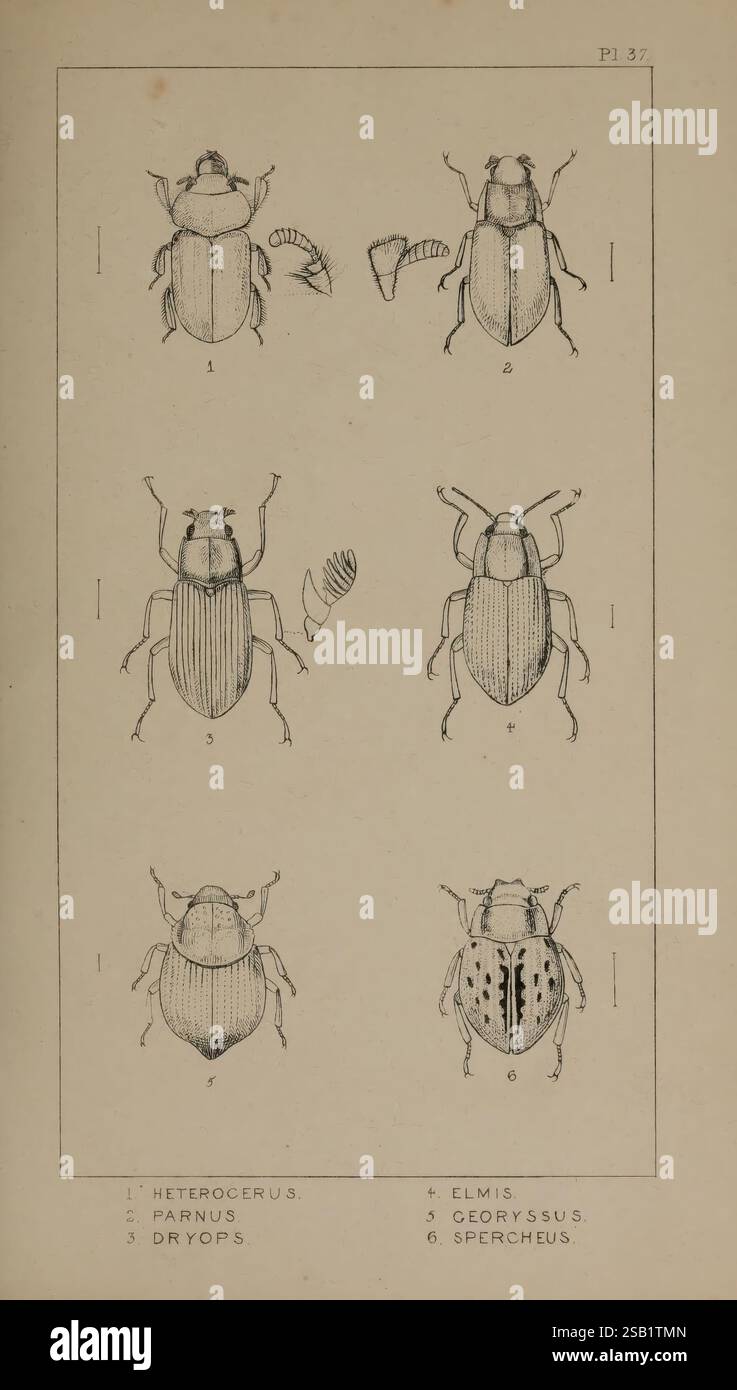 The British Coleoptera delineated, London, W. Crofts, 1840. beetles ...