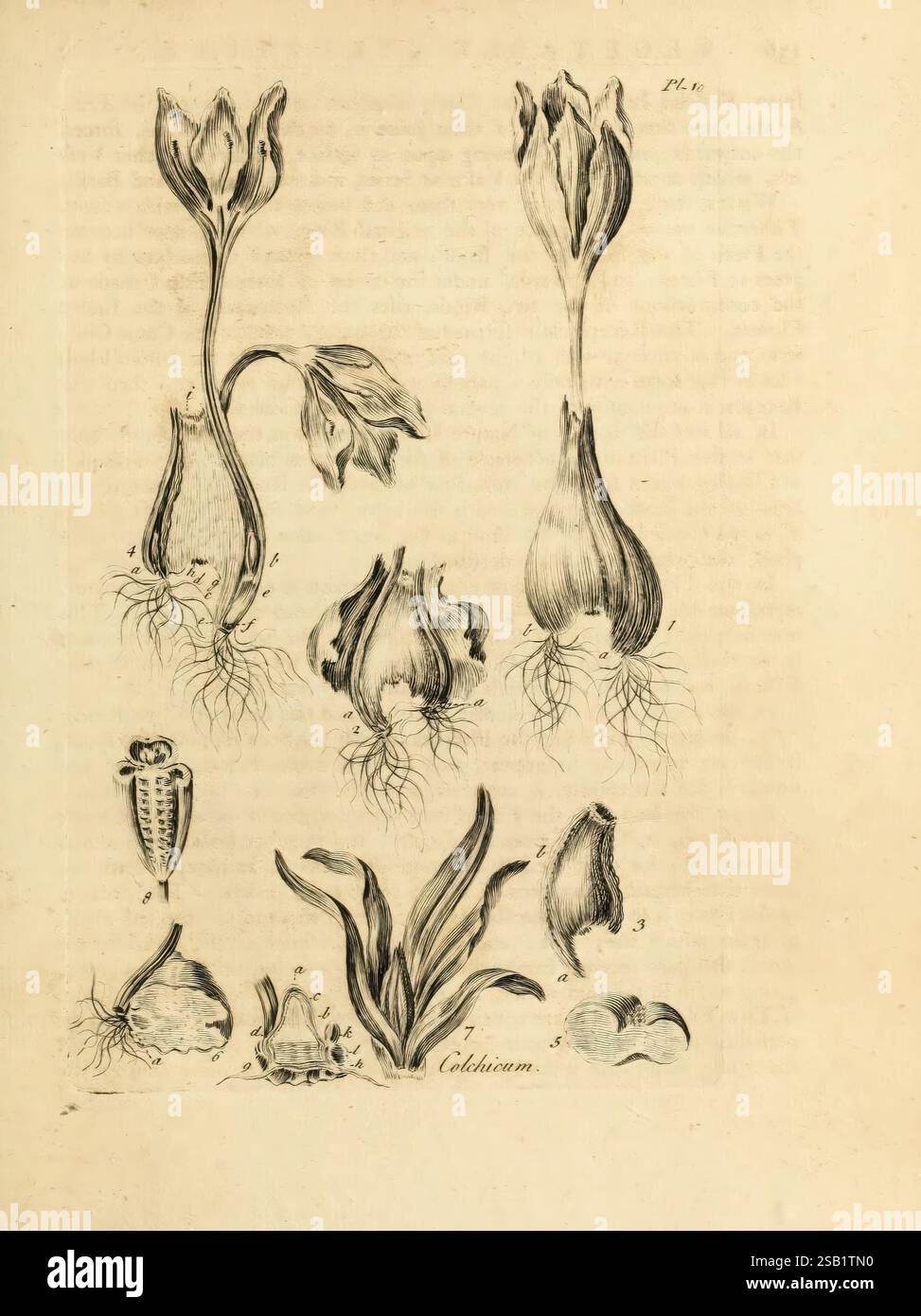 The Vegetable System London 1759-1763 Botany Pictorial Works, The ...