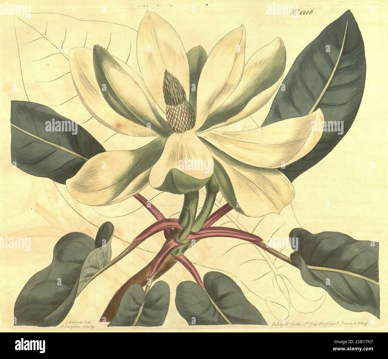 Magnolia fraseri taxonomy hi-res stock photography and images - Alamy