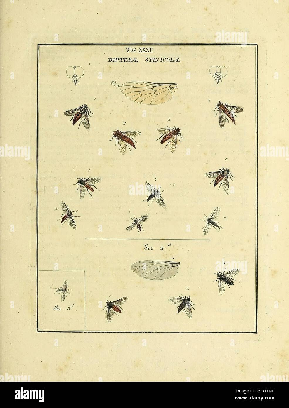 Exposition des insectes que se trouvent en Angleterre, Londres, B ...