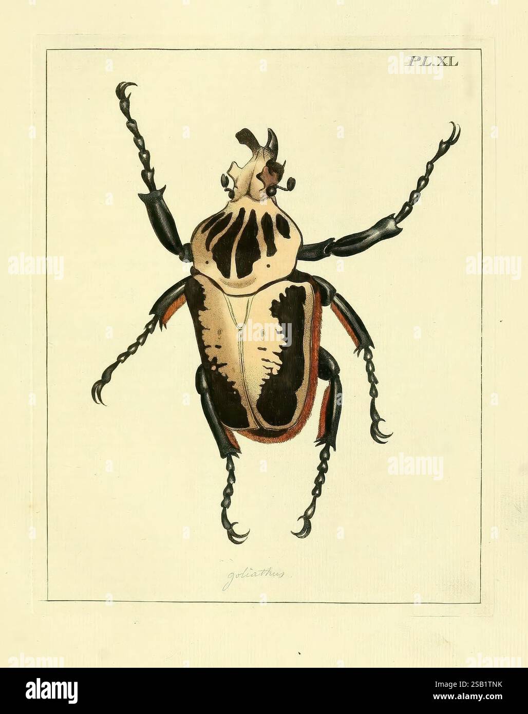 Striking combination of bold markings hi-res stock photography and ...