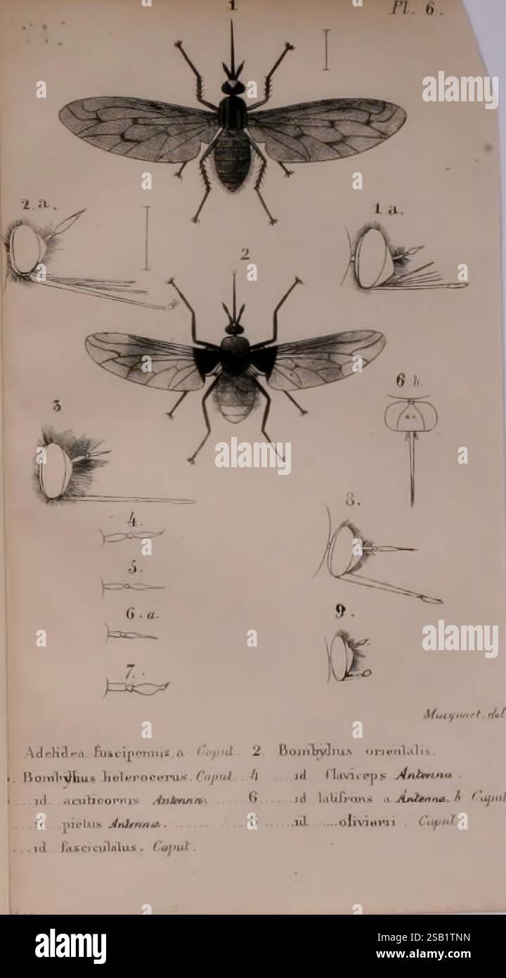 Specific features pertinent hi-res stock photography and images - Alamy