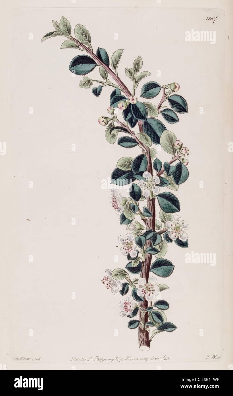 The Botanical Register London Printed for James Ridgway 1815-1828 1815 ...