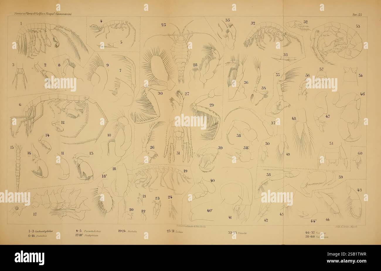 Educational purposes in marine biology hi-res stock photography and ...