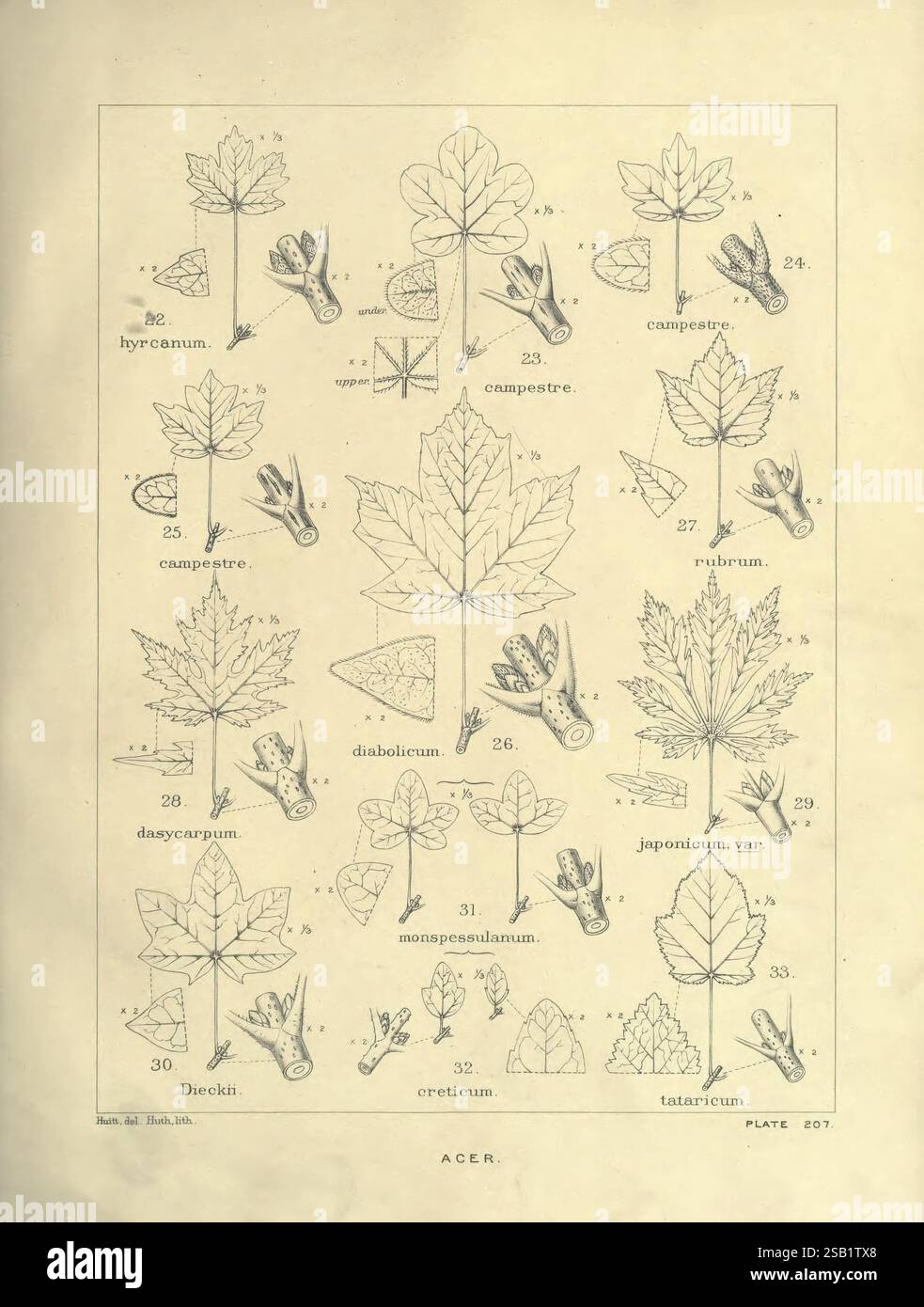 Identifying maple species hi-res stock photography and images - Alamy