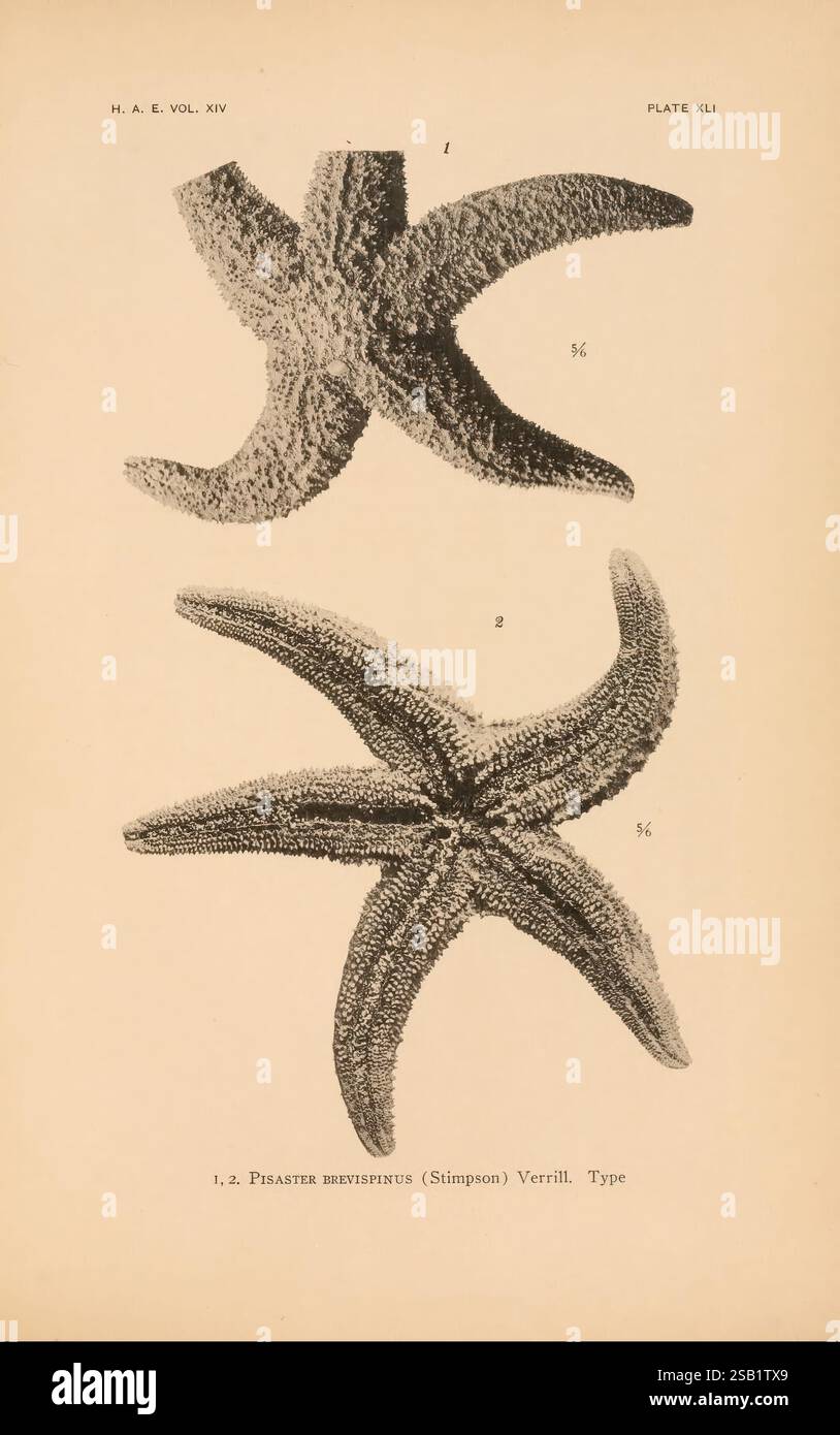 Showcasing two specimens hi-res stock photography and images - Alamy