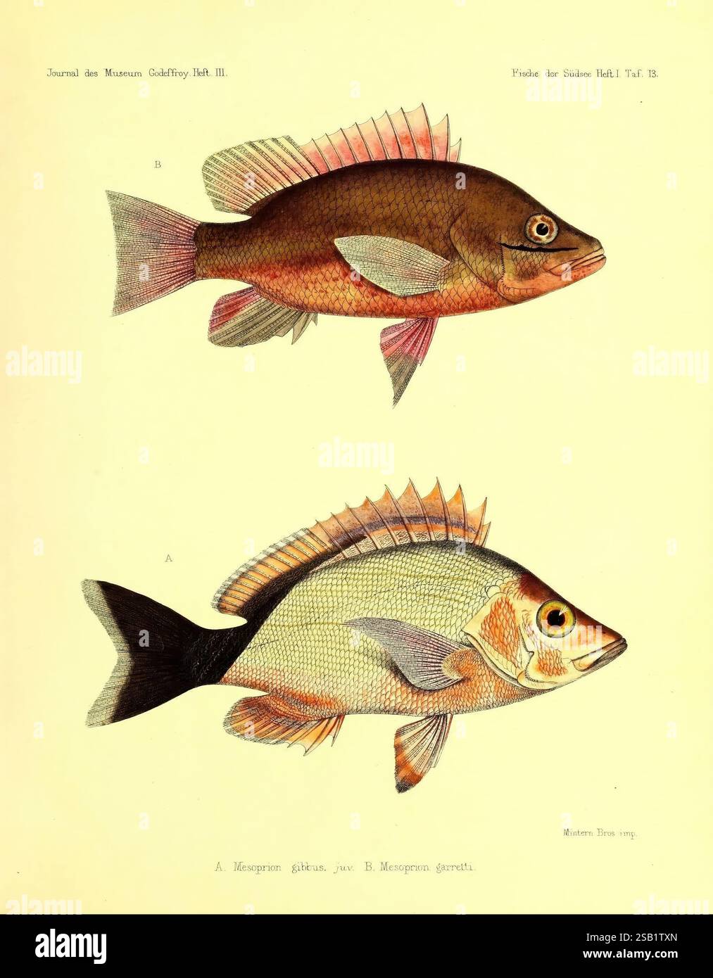 The illustration features two distinct species of fish, meticulously ...