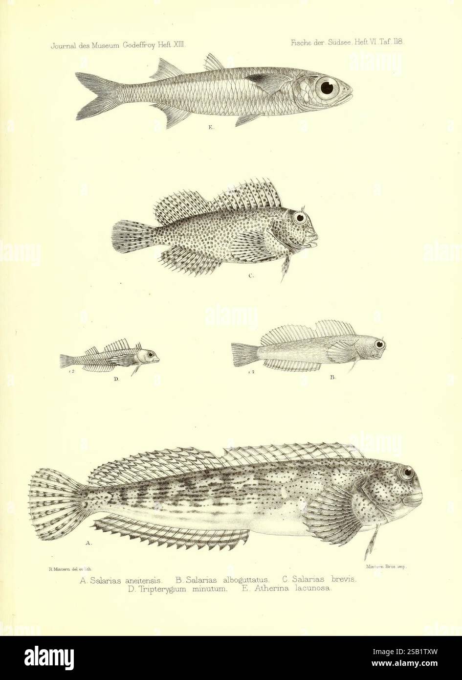 Salarias azoriensis b hi-res stock photography and images - Alamy