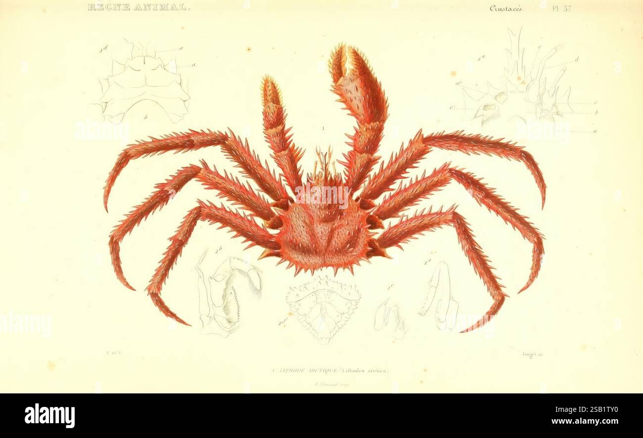 Le règne animal distribué d'après son organisation, Paris, 1836-1849 ...