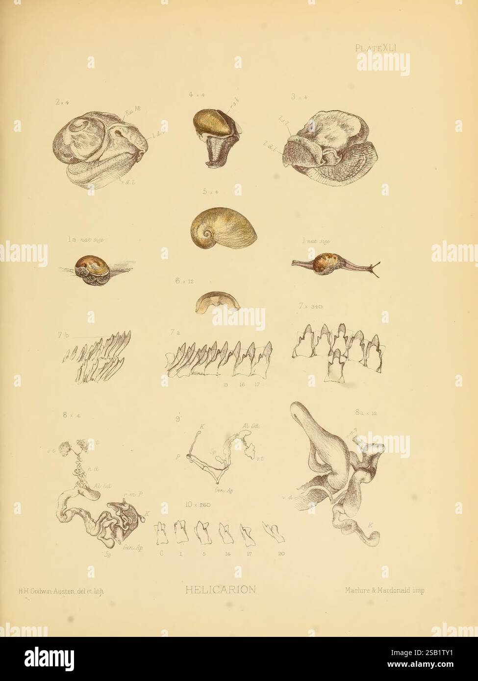 Land and freshwater Mollusca of India, London, Taylor and Francis, 1882 ...
