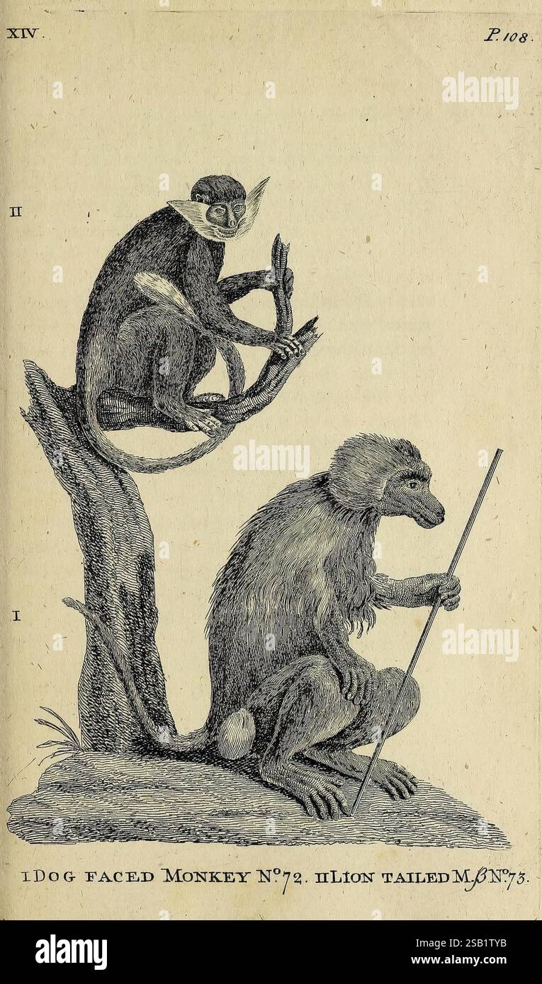 Illustration features two distinct primate species hi-res stock ...