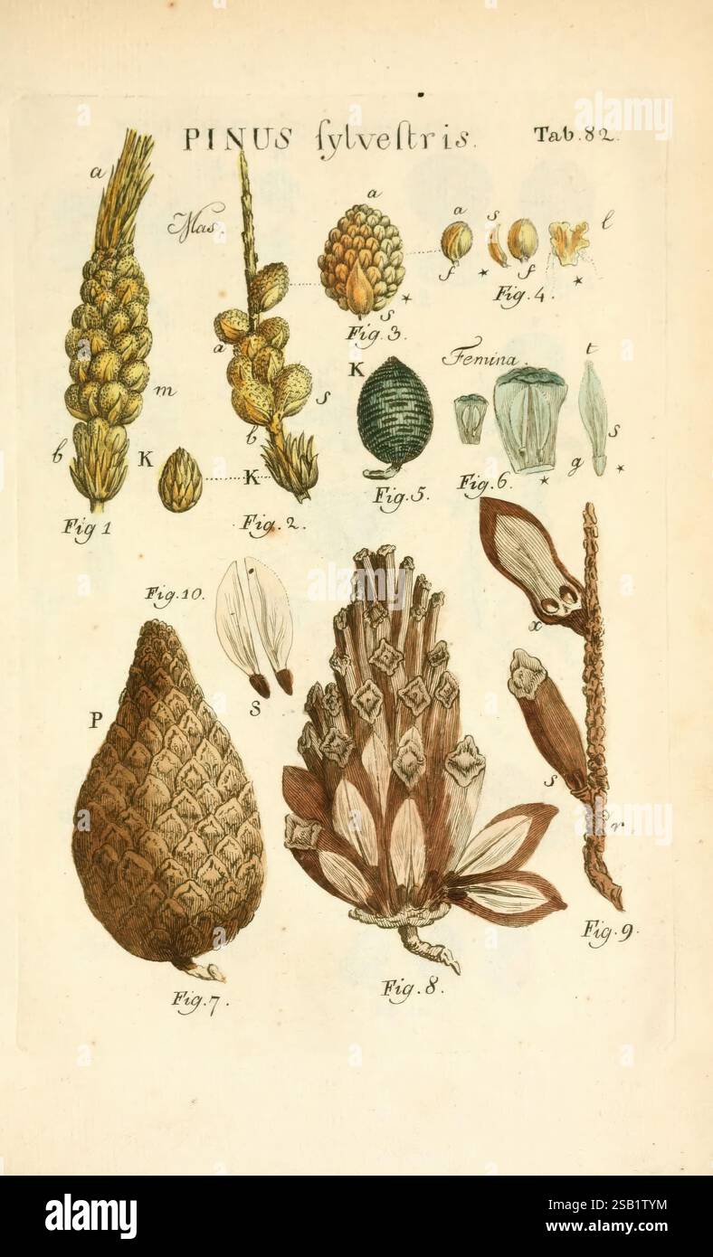 Illustratio systematis sexualis, Linnaeani, Francofurti ad Moenum ...