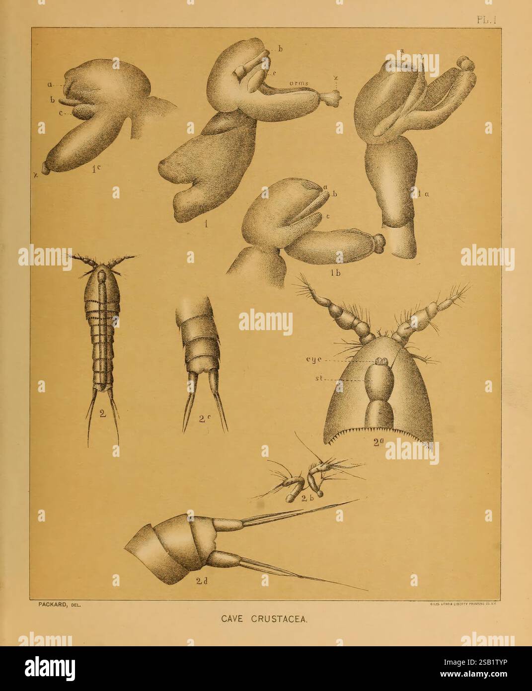 The cave fauna of North America Washington, National Academy of ...