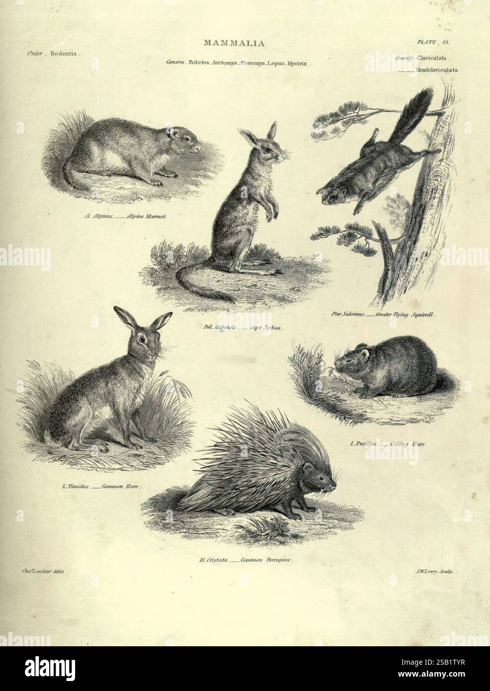 Illustrations of Zoology Glasgow John Joseph Griffin and Co. 1851 ...