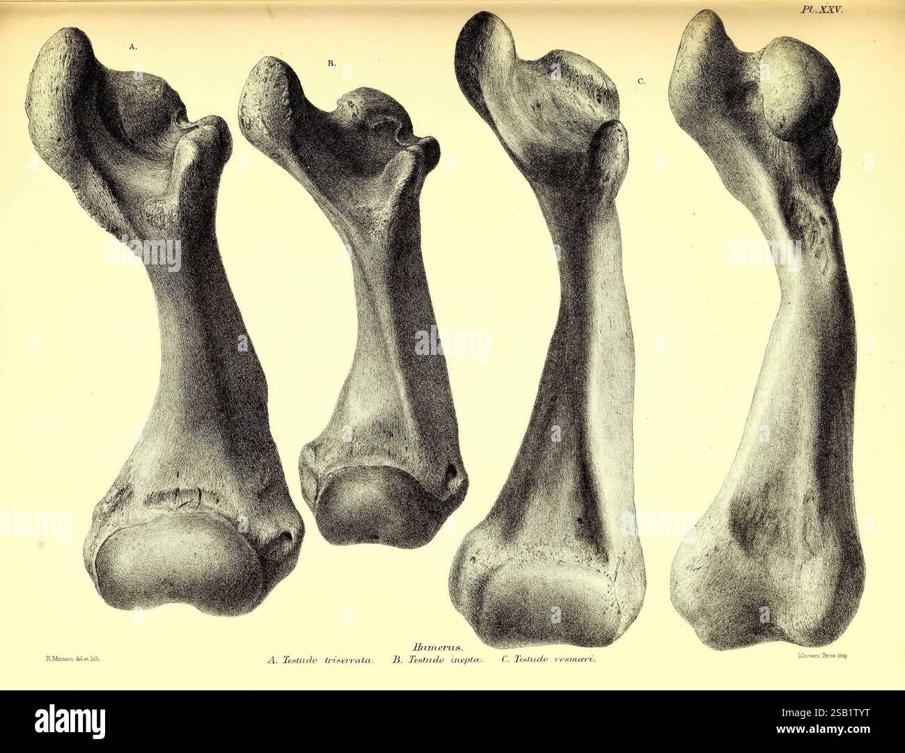 The gigantic land-tortoises (living and extinct) in the collection of ...