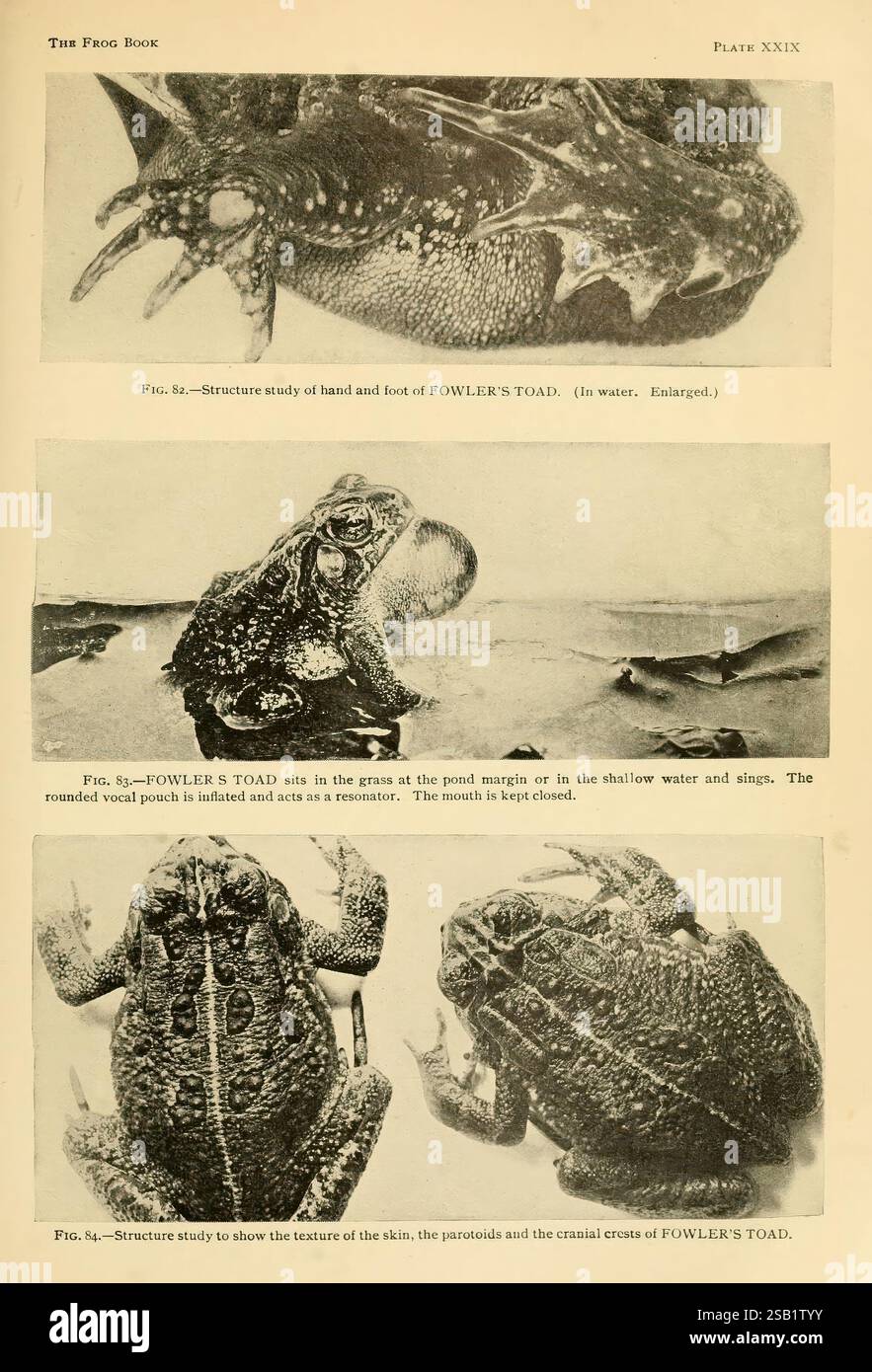 The Frog Book, New York,1907, amphibians, north America, toads, Fowler's toad., This collection ...