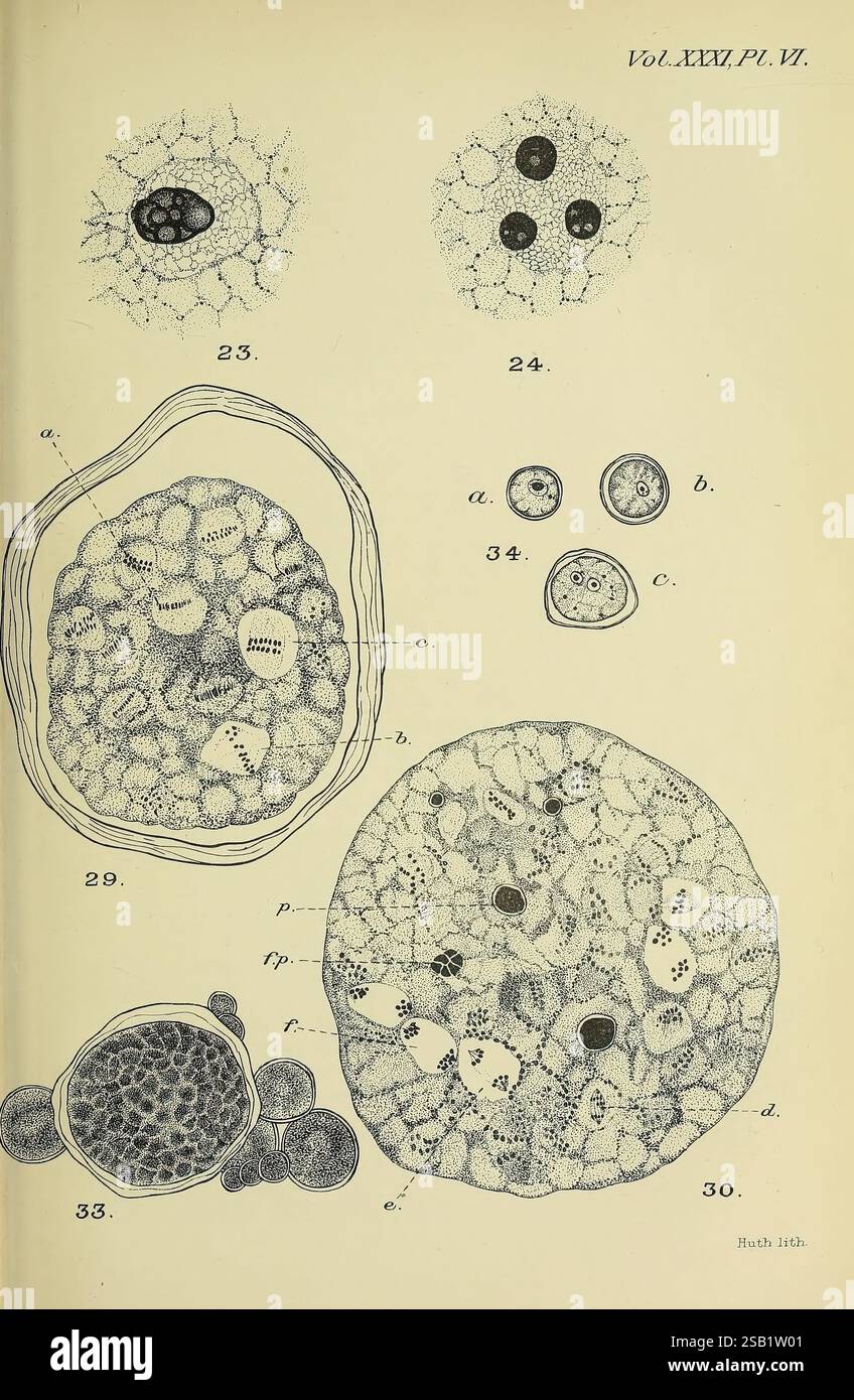 Multiple ovoid cells hi-res stock photography and images - Alamy