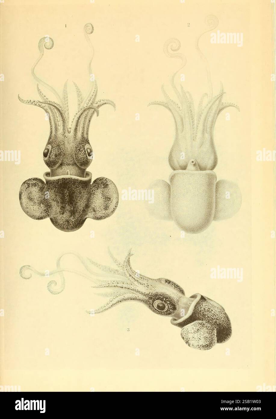 The Cephalopod Atlas 1975 Cephalopoda Rossia Mastigophora Austrorossia ...
