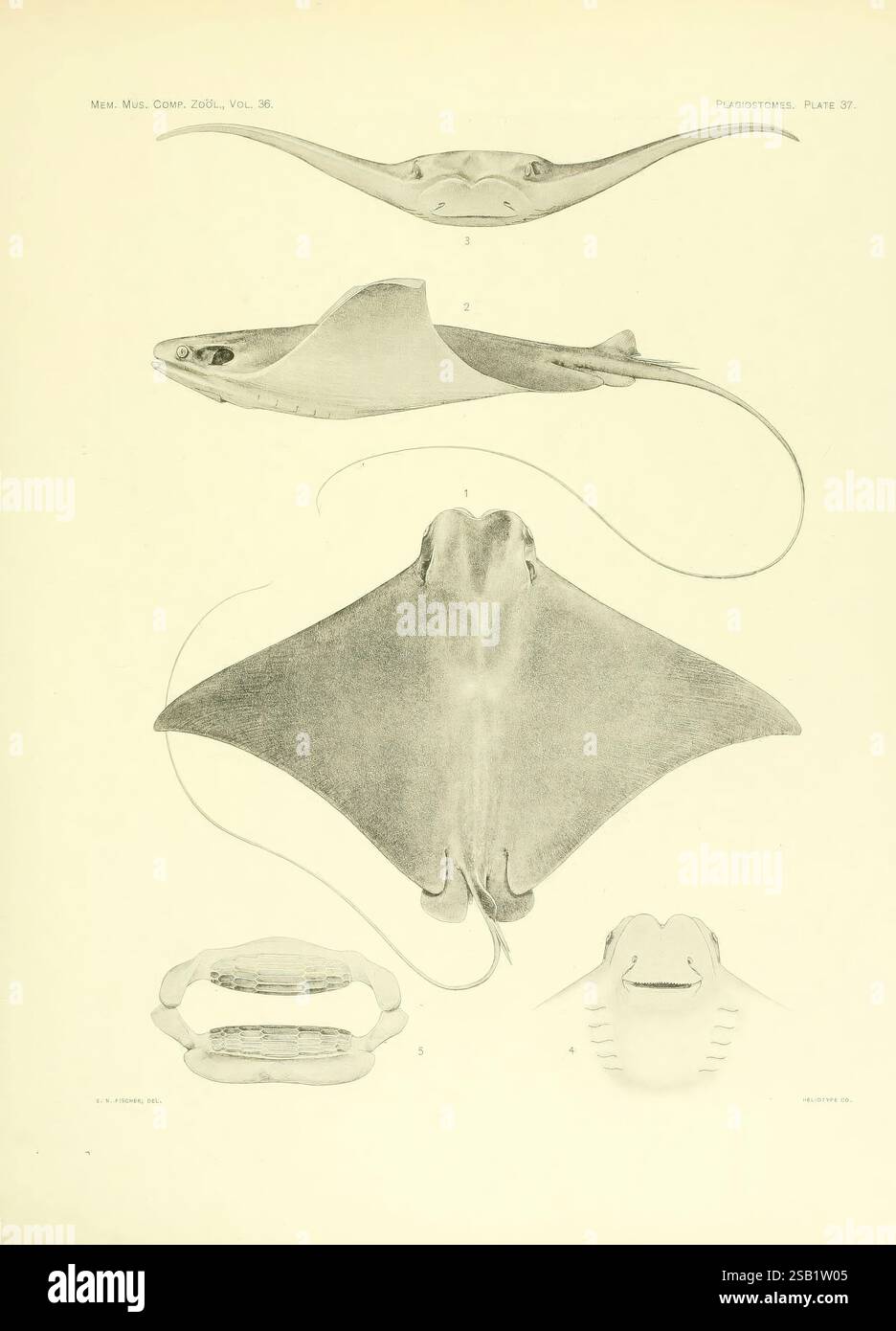 The Plagiostomia Sharks Skates Rays Cambridge U.S.A. 1913 ...
