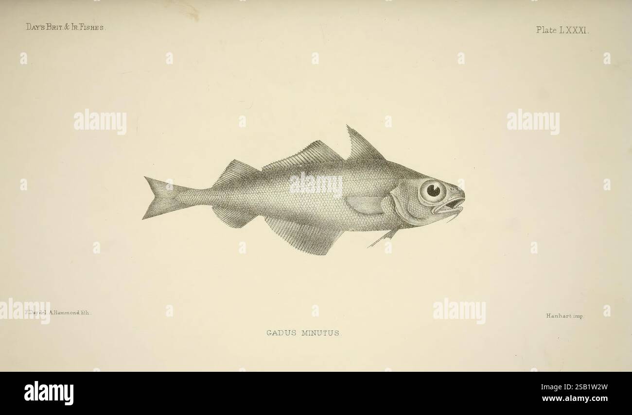 The fishes of Great Britain and Ireland Edinburgh Williams and Norgate ...