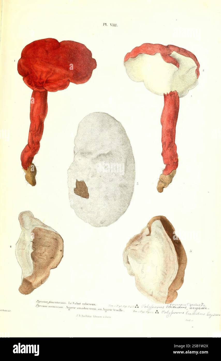 Pale form surrounded hi-res stock photography and images - Alamy