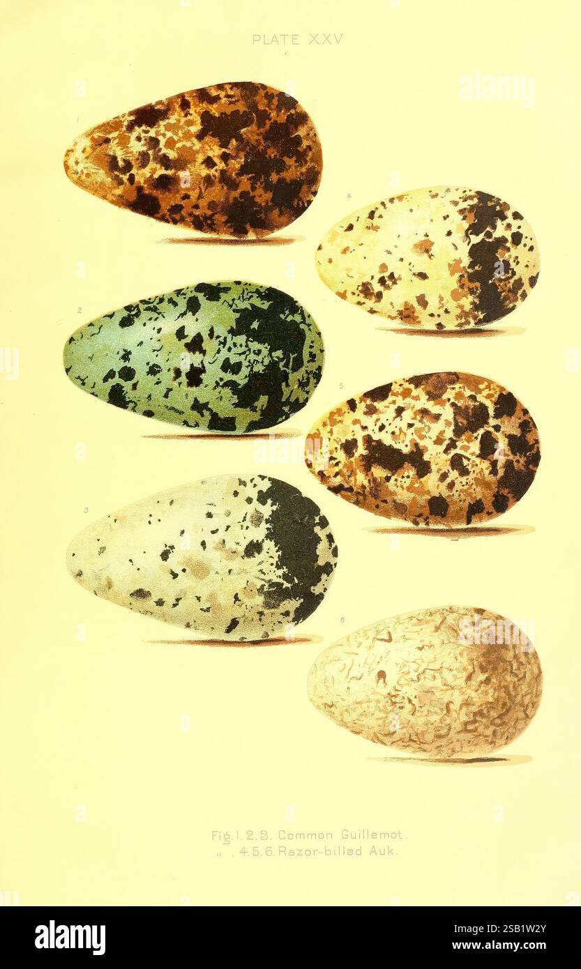 First row features eggs hi-res stock photography and images - Alamy