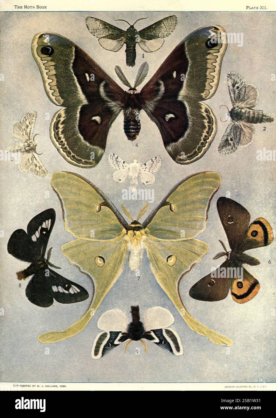 Family cossidae taxonomy hi-res stock photography and images - Alamy