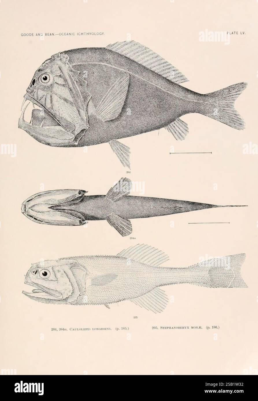 Oceanic ichthyology, v.22 atlas, Cambridge, U.S.A, 1896, Atlantic Ocean ...