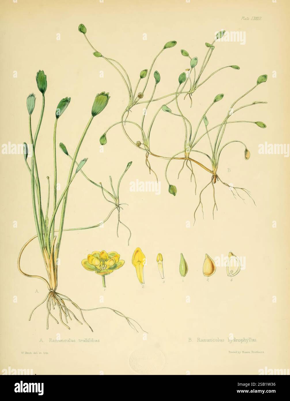 Ranunculus hydrophilus features hi-res stock photography and images - Alamy