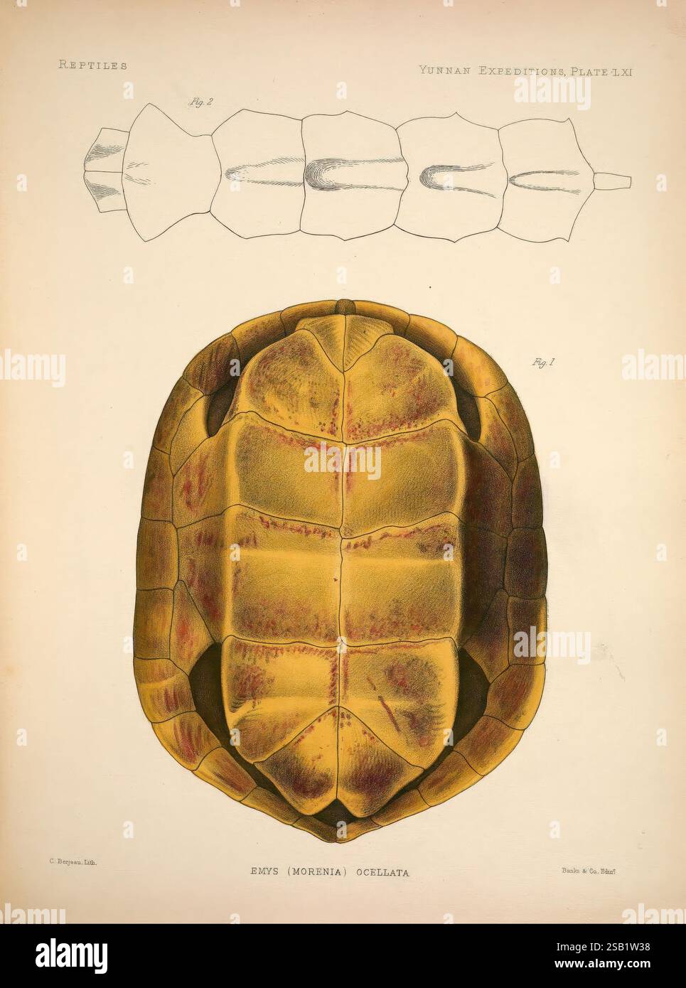 Anatomical, Zoological, Researches, V.2. 1878, China, Zoology, Yunnan ...