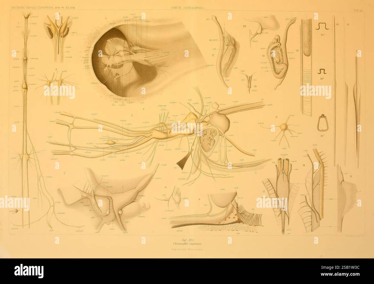 Die Cephalopoden, Bd. 18, T.1 Atlas, Jena, G. Fischer, 1910-1915. Woods ...