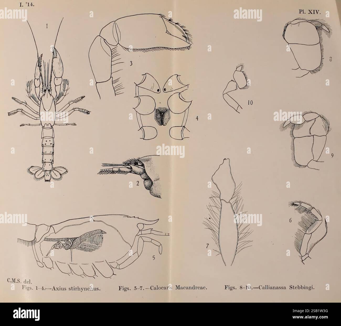 Decapoda, reptantia, coasts, Ireland, London, 1914-21, Decapoda ...