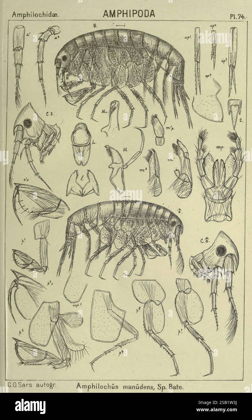 Amphilochus manudens hi-res stock photography and images - Alamy