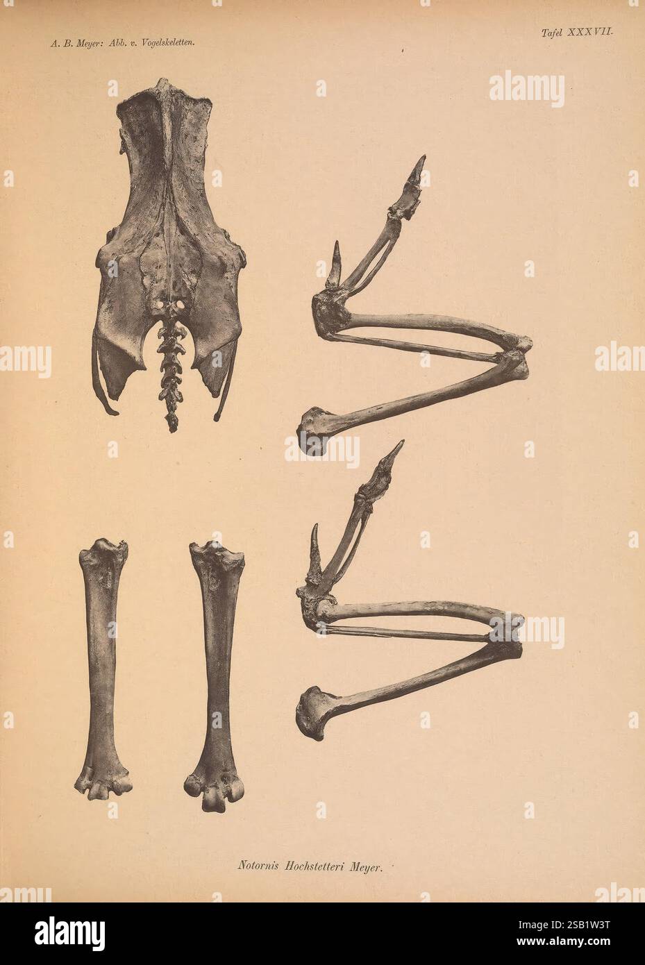 Abbildungen von Vogel-Skeletten, Berlin, 1879-1897, birds, anatomy, The ...