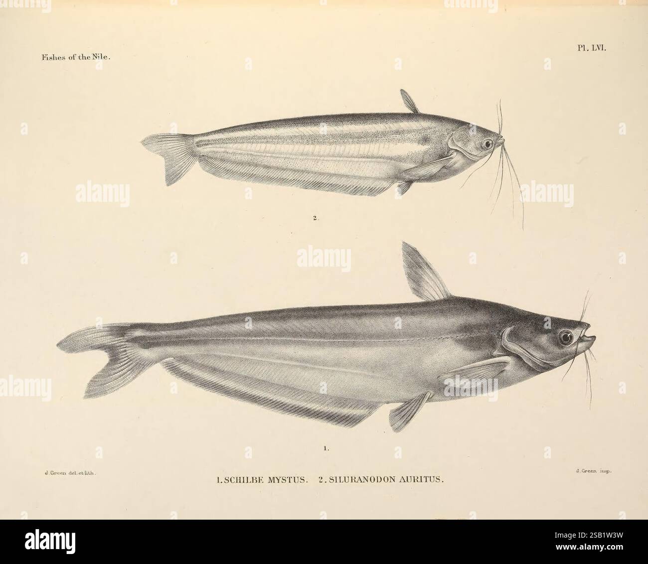 The fishes of the Nile. London, Pub. for the Egyptian government by H ...