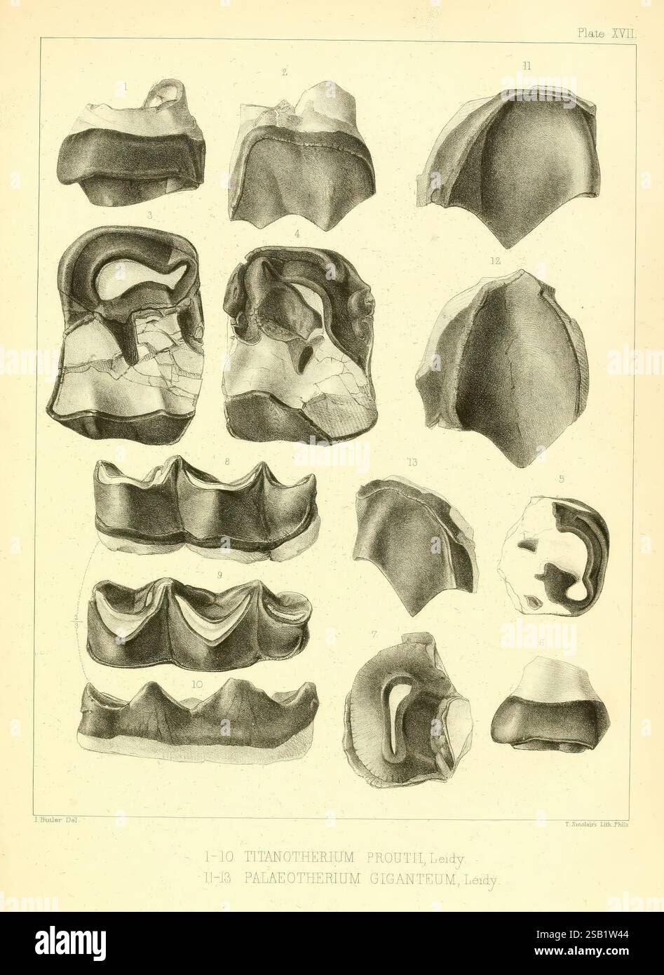 Palaeotherium giganteum hi-res stock photography and images - Alamy