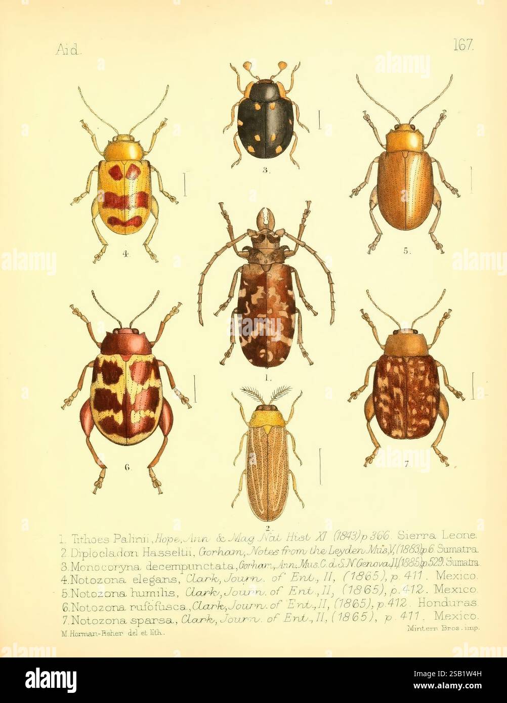 Arrangement displays four prominent beetles hi-res stock photography ...