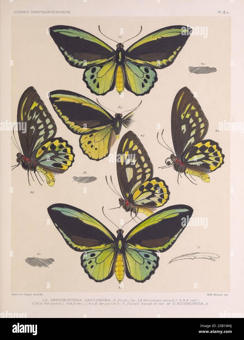Five different butterfly species hi-res stock photography and images ...