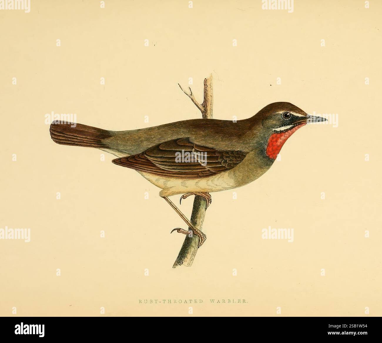 Slender legs suggest hi-res stock photography and images - Alamy