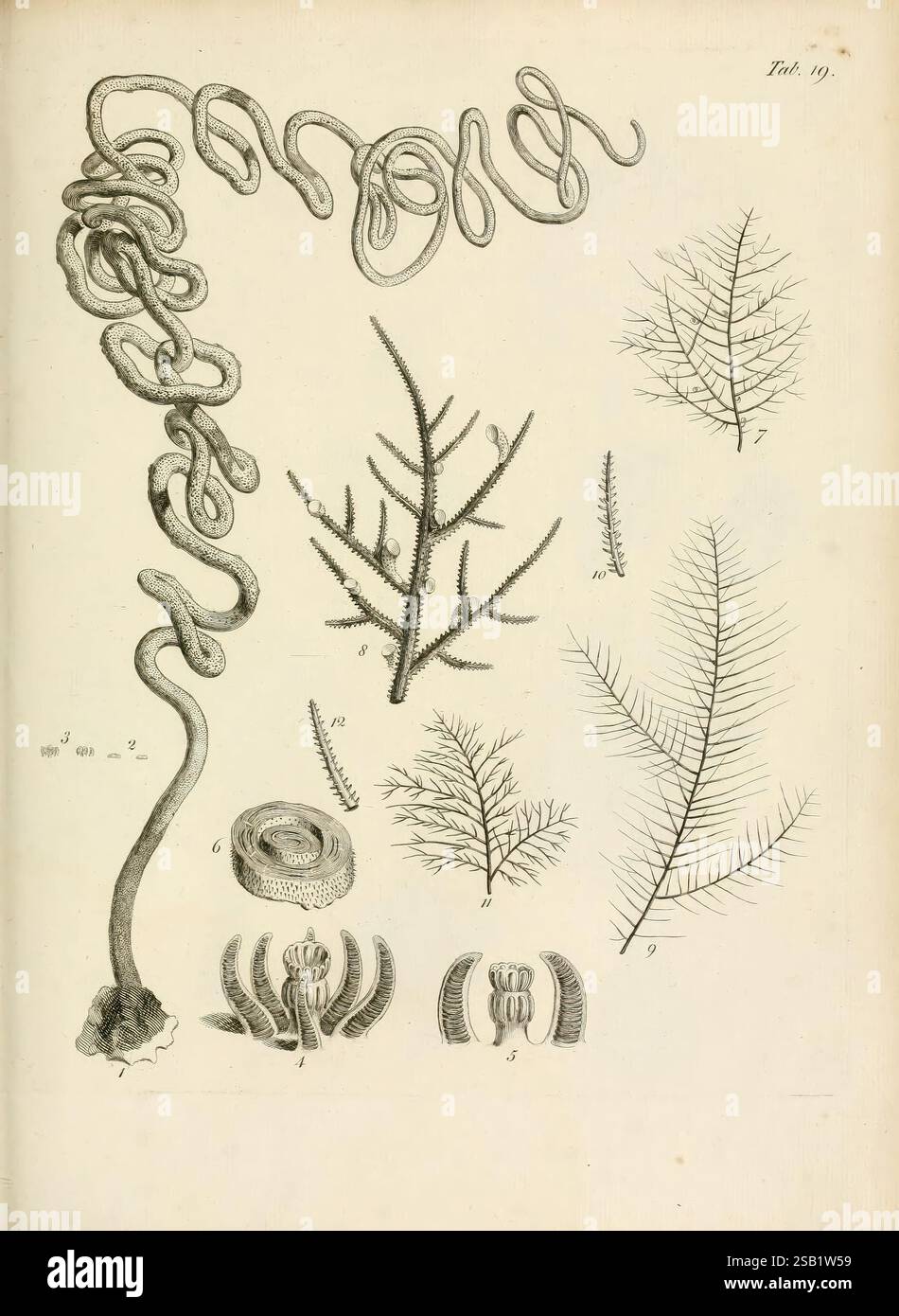 Various delicate seaweed forms hi-res stock photography and images - Alamy