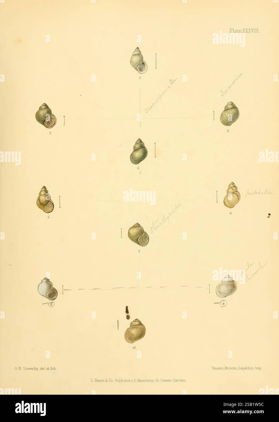 Conchologia, Indica, London, 1870-1876, shells, India, mollusks, An ...