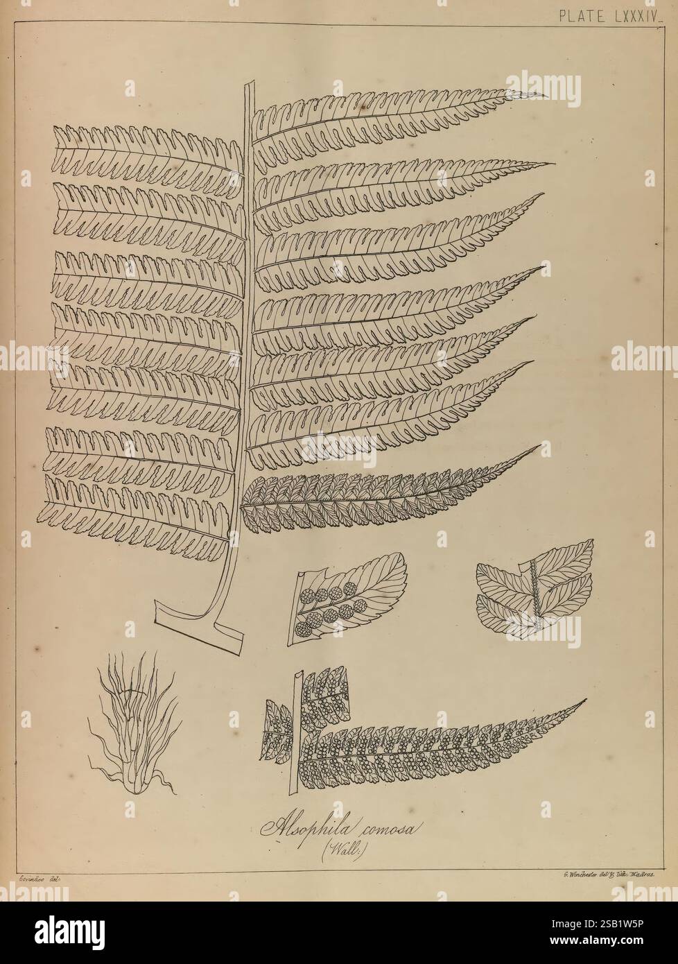 The, ferns, of, British, India, Madras, printed, by, Gantz, Brothers ...