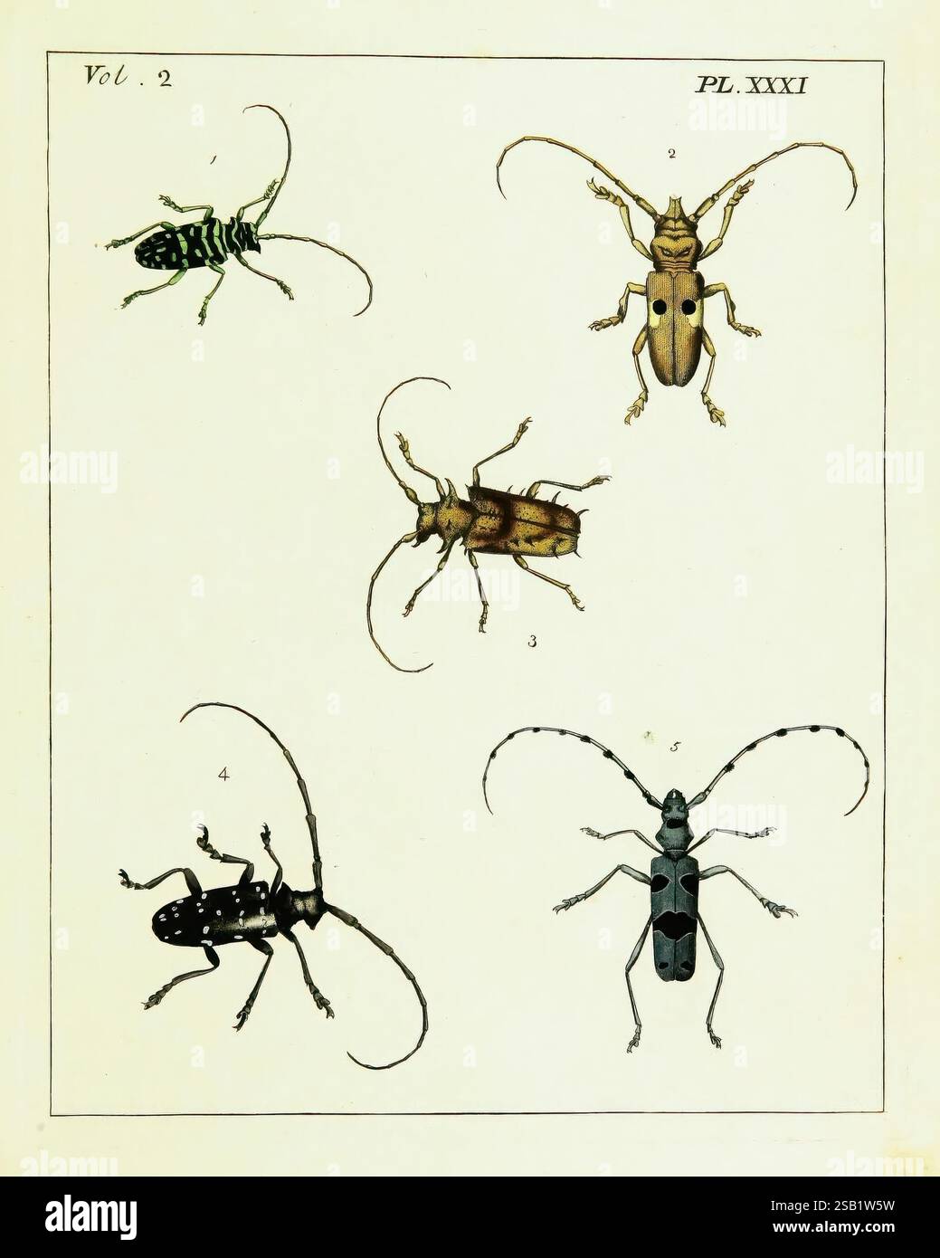 Illustrations of Natural History London Printed for the author and sold ...